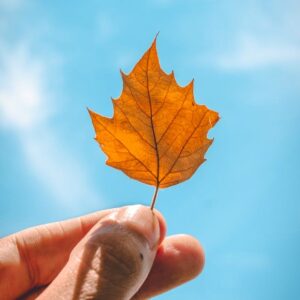 50 Leaf Quotes That’ll Make You Fall in Love With Nature