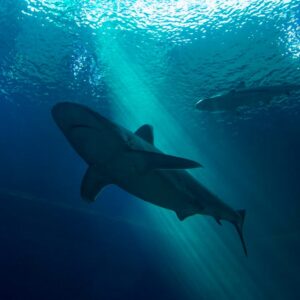 50 Shark Quotes That’ll Push You to Keep Moving Forward