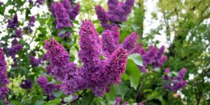 50 Lilac Quotes That’ll Make Your Heart Bloom With Hope (2022)